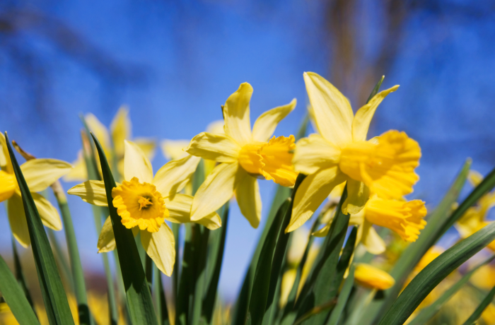 Hopping into Spring: Fun Facts about Spring for Kids! | Ultimate Activity